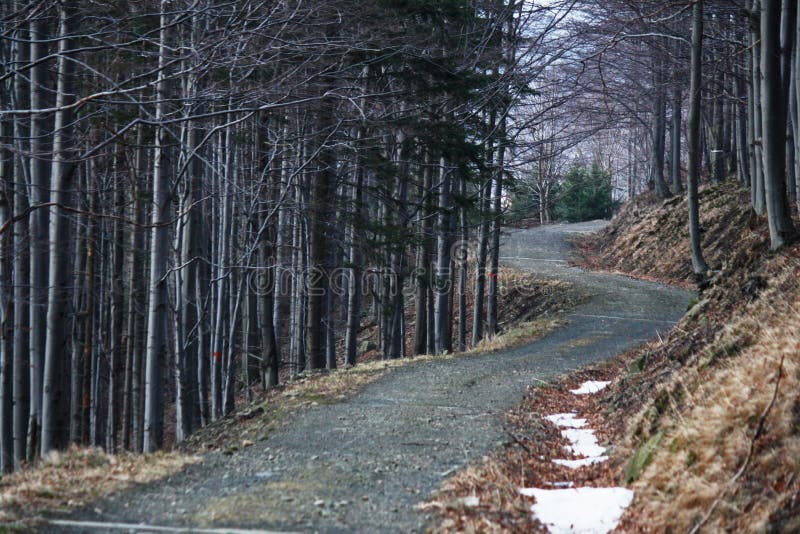 Forrest road stock photo. Image of nature, path, road - 66282916