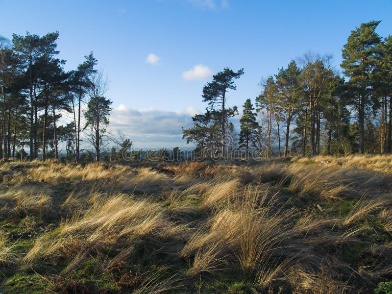 Forrest scene stock image. Image of green, peaceful, sunshine - 1685825