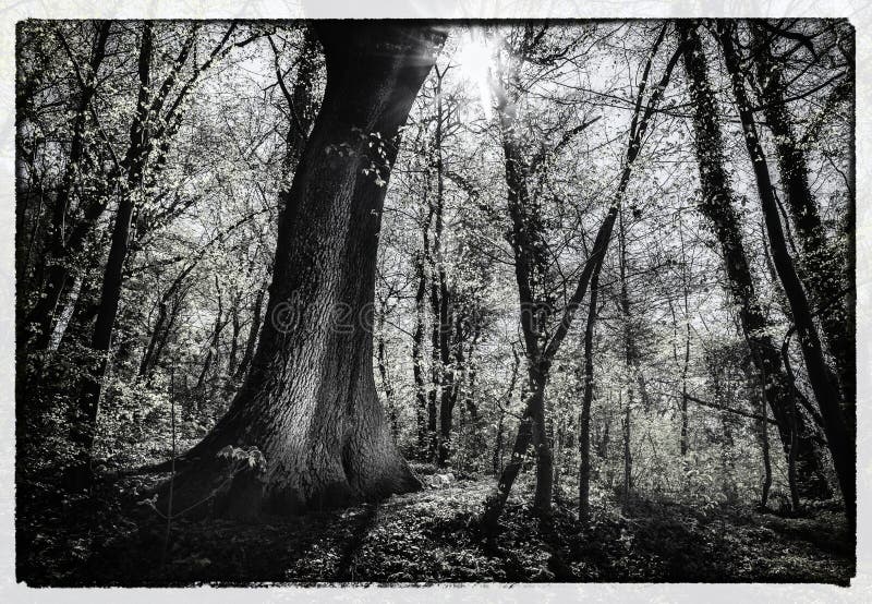 Secrets in the forrest stock image. Image of bark, leavs - 143535759