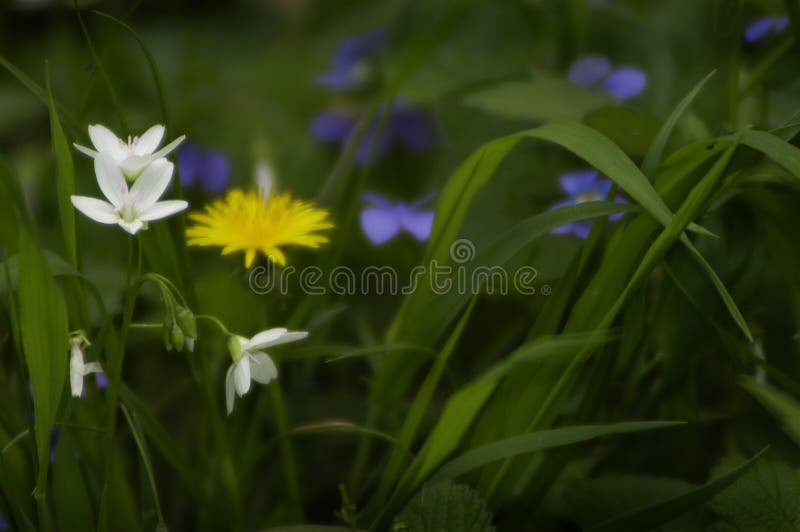 Forrest Spring Flowers stock photo. Image of wildflowers - 45735754
