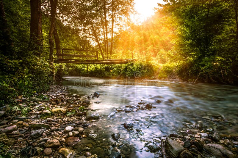 Forrest stream stock photo. Image of peaceful, freedom - 74090938