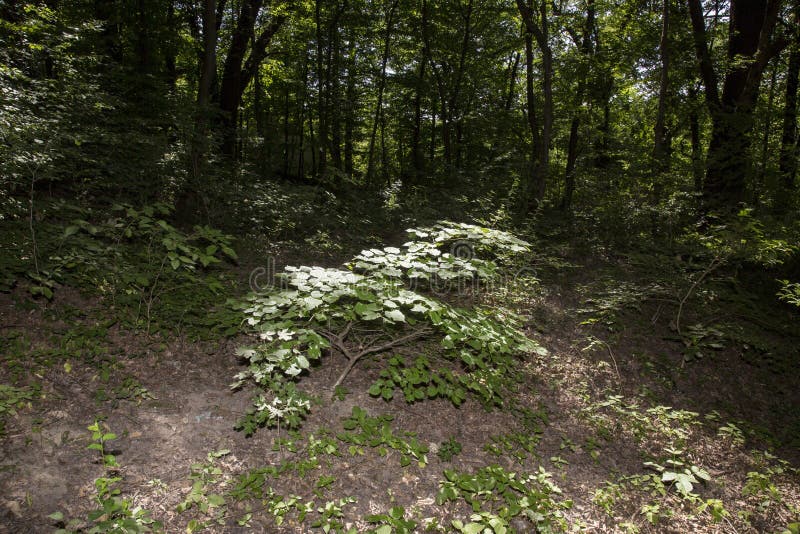 Forrest in the summer time stock image. Image of leaves - 150011075