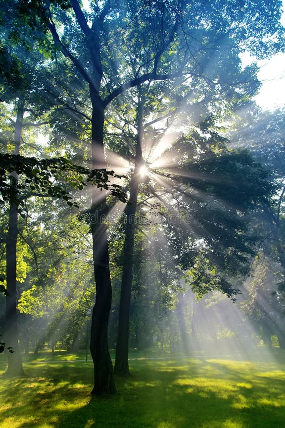 Forrest sun lights stock image. Image of colours, country - 26448087