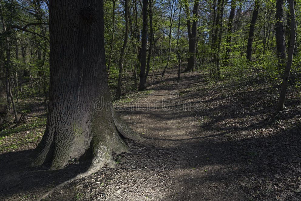 Secrets in the forrest stock photo. Image of green, secret - 143535920
