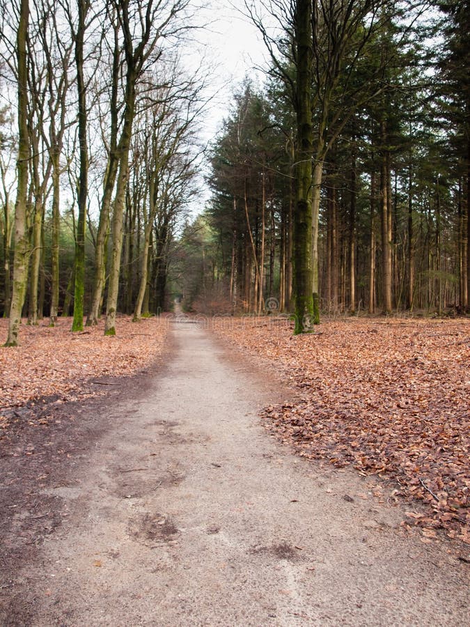 Forrest track stock image. Image of outside, deciduous - 37260547