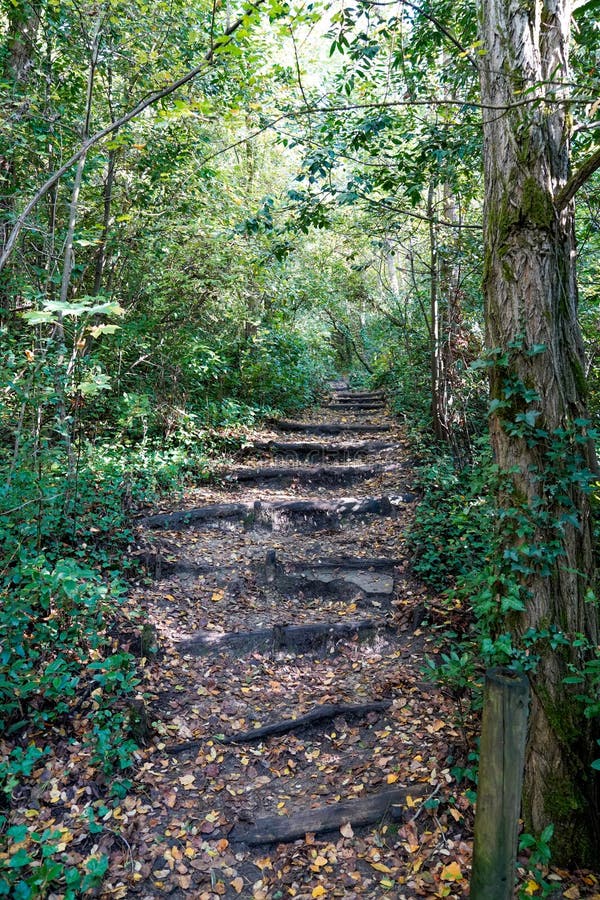 Forrest Trail Stairs Pathway Access in Nature Stock Image - Image of ...
