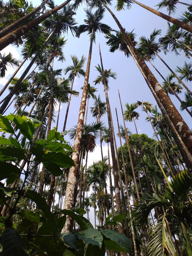 Forrest Tree in Indian Village Stock Photo - Image of scene, indian ...