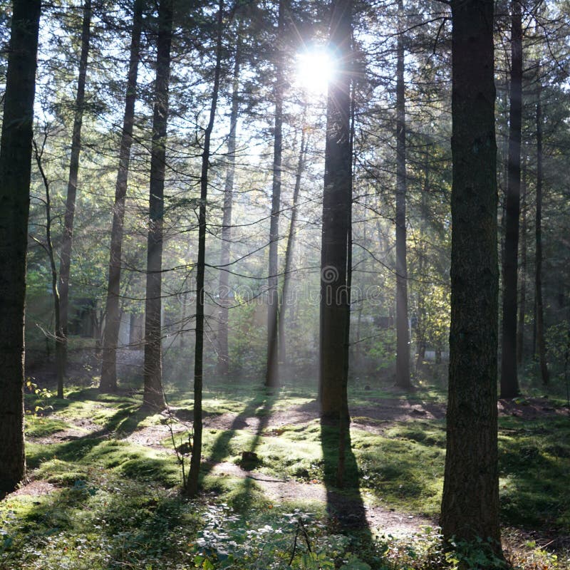 Forrest Tree Sun Sky Nature Stock Image - Image of tree, nature: 80768549