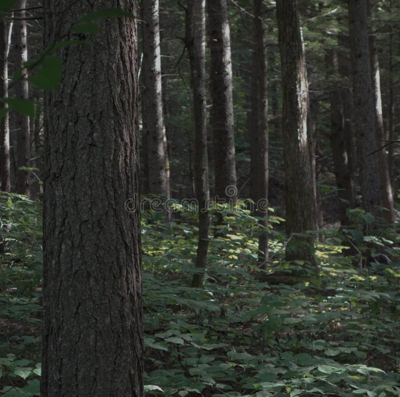 Forrest of Trees stock photo. Image of woodland, light - 87586652