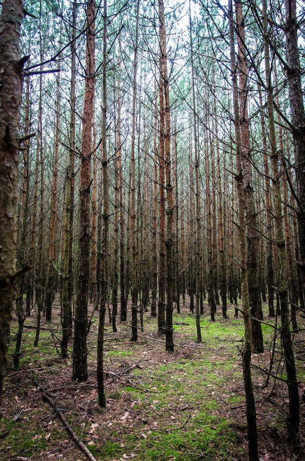 Forrest stock image. Image of brown, alone, loneliness - 44441841