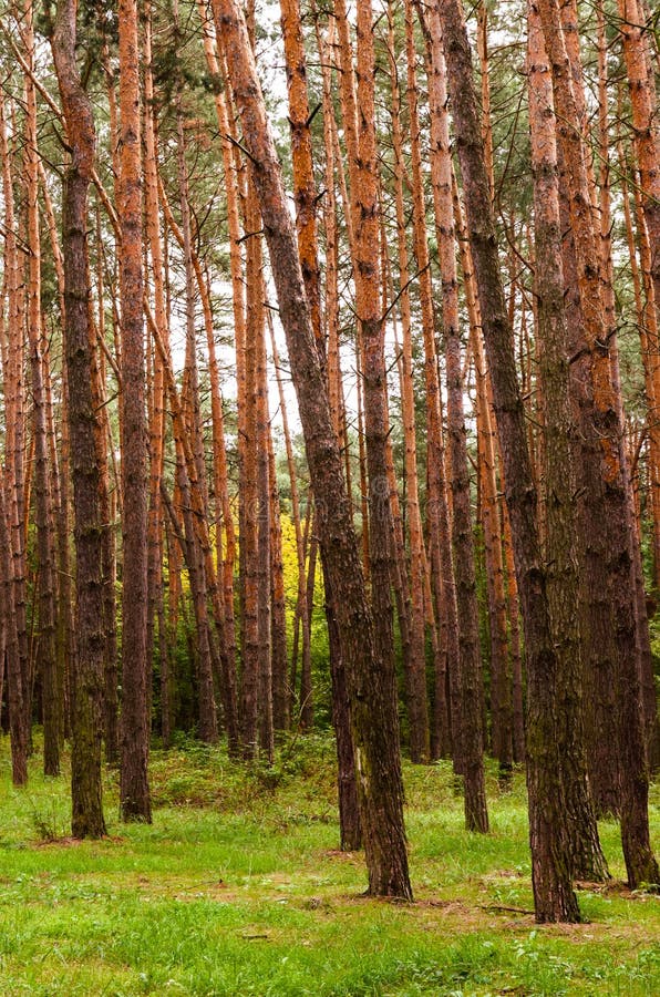 Forrest stock image. Image of nature, regular, outside - 44441933