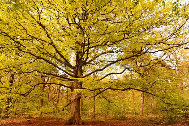 Forrest Trees in the Woods in the Autumn Fall Stock Image - Image of ...
