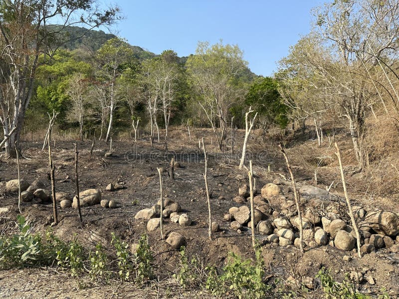 Forest after Fire at Sumbawa Stock Photo - Image of fireplace, ashes ...