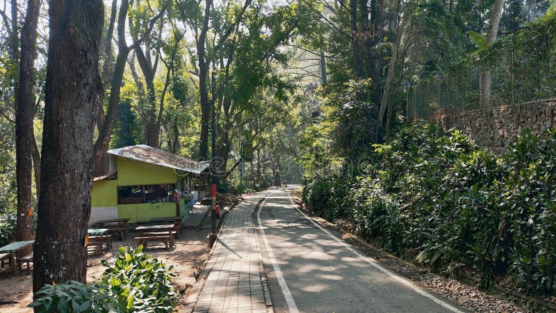 Forrest Walking Path in Dago Pakar Bandung Stock Image - Image of ...
