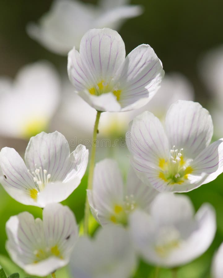 Forrest White Flowers Close Up Stock Image - Image of colored, sunny ...
