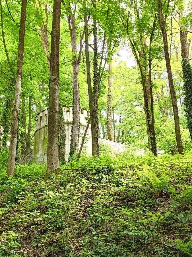Woodland Trees in Summer stock image. Image of leaves - 74364277