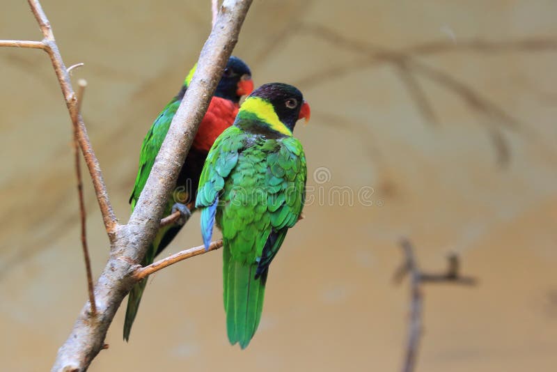 Forsten lorikeet stock photo. Image of forsten, bird - 83144860