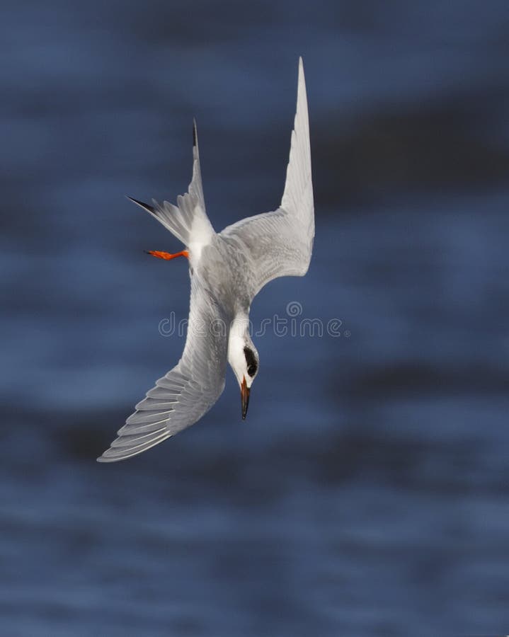 Forster`s Tern Diving for a Fish Stock Image - Image of states, tern ...
