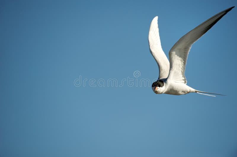 Forster s Tern in Flight stock image. Image of tern, alert - 9144091