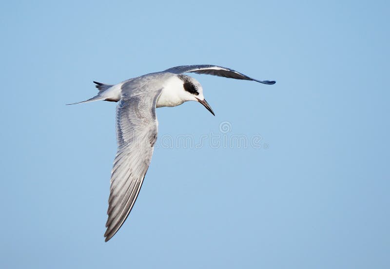 Forster`s Tern in Flight stock photo. Image of wings - 84813992