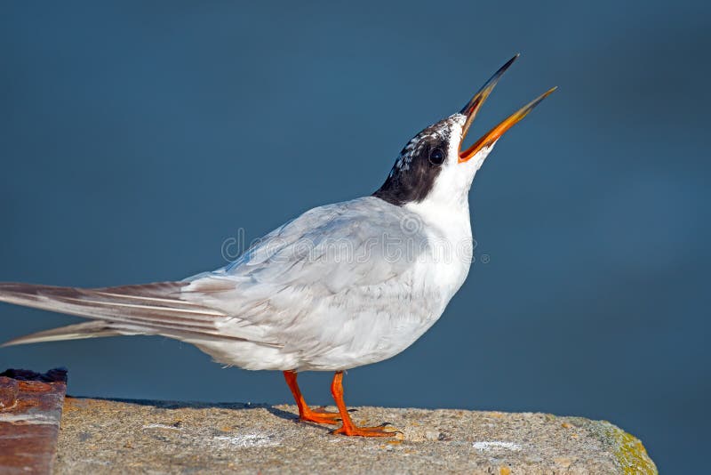 Forster s Tern Juvenile stock photo. Image of juvenile - 32797334