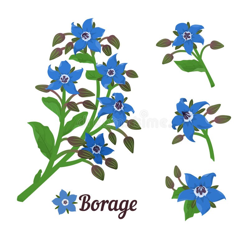 Borage Flowers Stock Illustrations – 152 Borage Flowers Stock ...