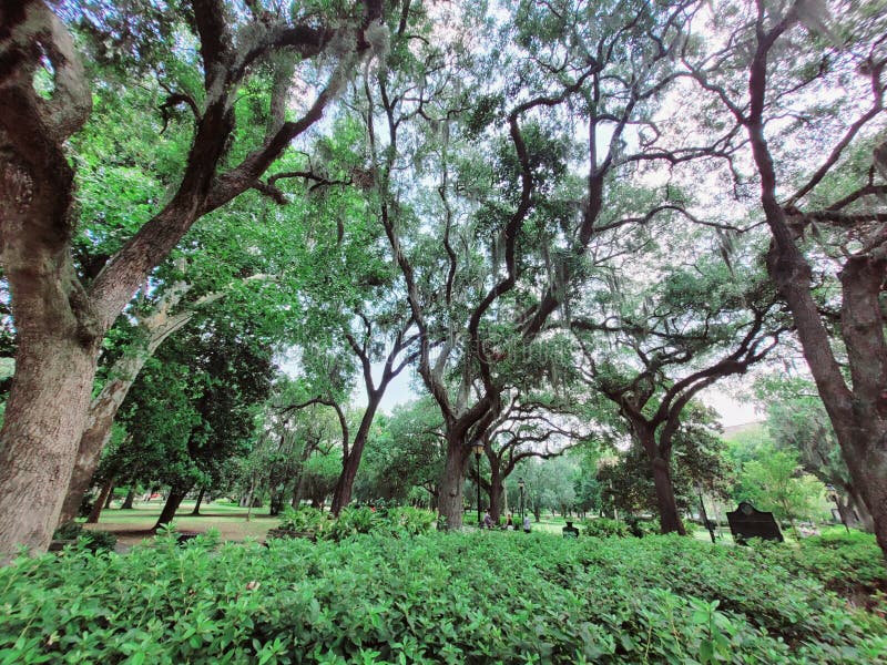 Forsyth Park, Savannah, Georgia Stock Image - Image of plant, blossom ...