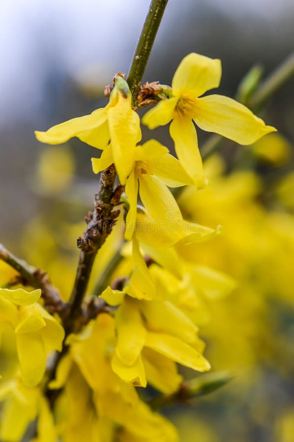 Forsythia in Bloom stock photo. Image of nature, vertical - 67951292