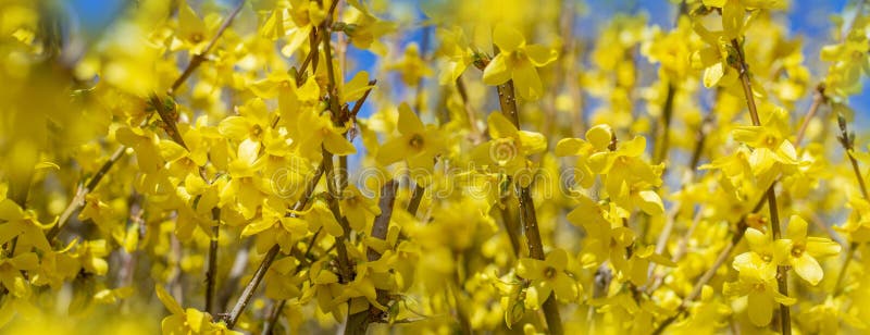 Golden Forsythia Bush Blossom in Spring Stock Image - Image of shrub ...