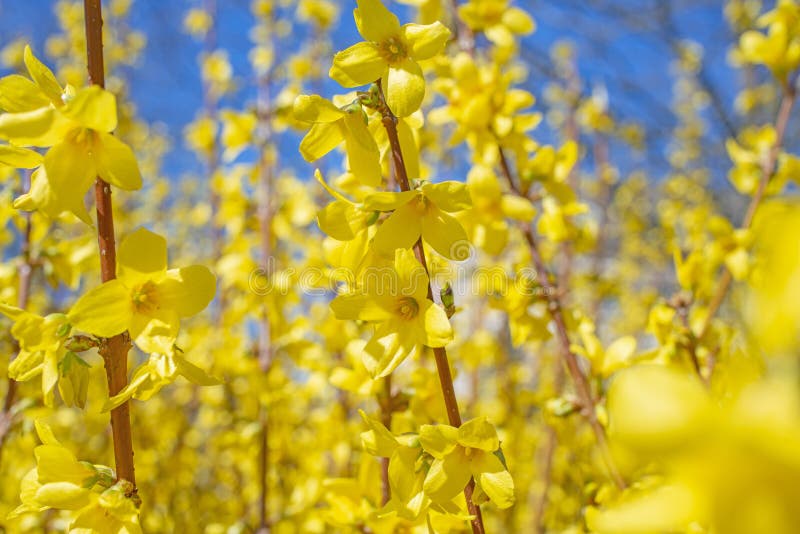 Yellow Forsythia Bush Blossom in Spring Stock Image - Image of ...