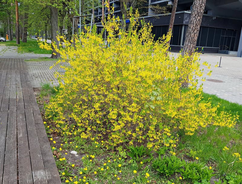 Forsythia Bushes with Bright Yellow Flowers Bloom on Warm Spring Days ...