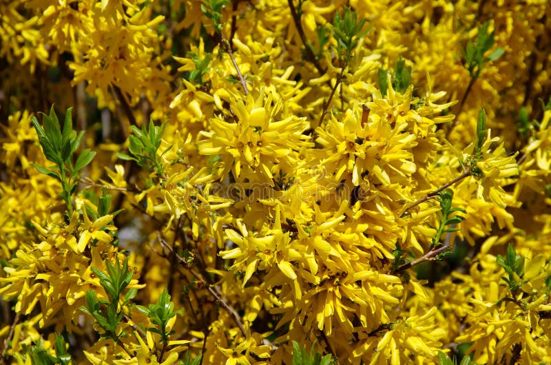 Forsythia Spring Yellow Branches of Flowers, Spring Background Stock ...