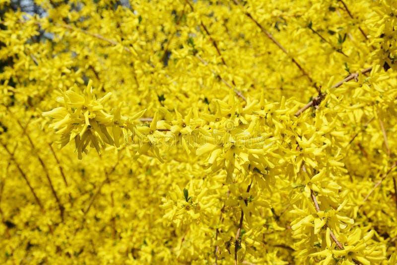 Forsythia or Easter Tree Yellow Flowers and Small Leaves Stock Image ...