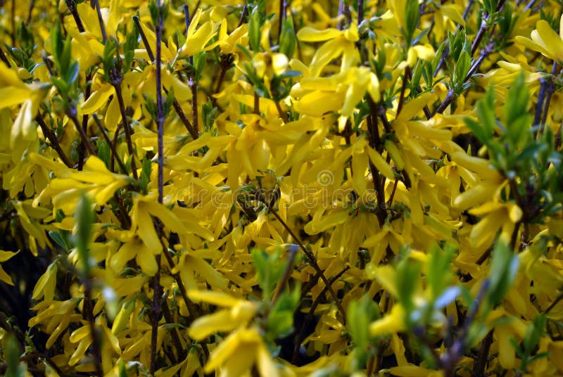 Forsythia or Easter Tree Bright Yellow Flowers Stock Photo - Image of ...