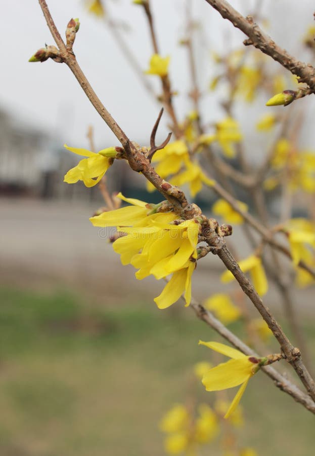 Forsythia Europaea. Yellow Flowers of Forsythia Stock Photo - Image of ...