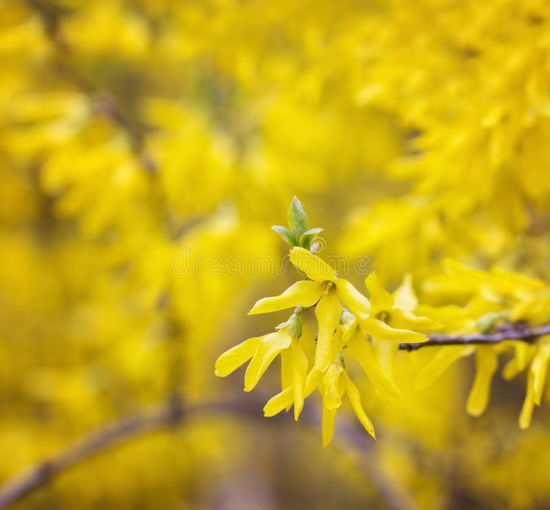 Forsythia flowers stock image. Image of colorful, bright - 55697573