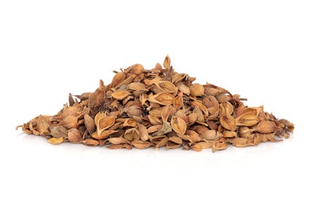 Forsythia Fruit Herb stock image. Image of background - 21008311