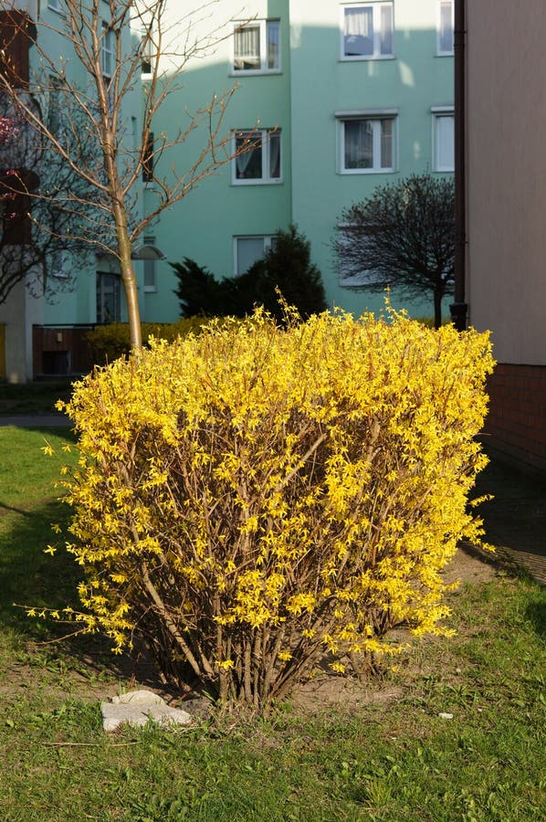 Forsythia shrub stock photo. Image of shrub, bush, forsythia - 54445096