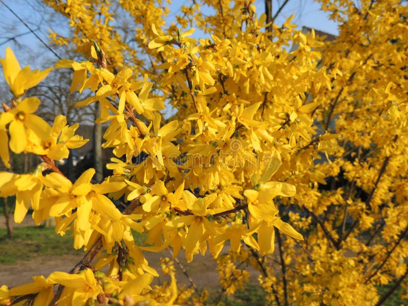 Forsythia Shrub, during Flowering Stock Photo - Image of green, spring ...