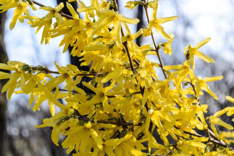 Forsythia shrub stock image. Image of bells, branch - 218003283