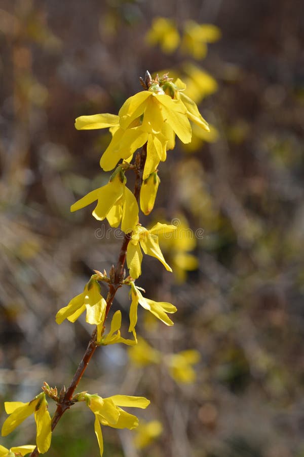 Forsythia Spectabilis stock photo. Image of outdoors - 143581016