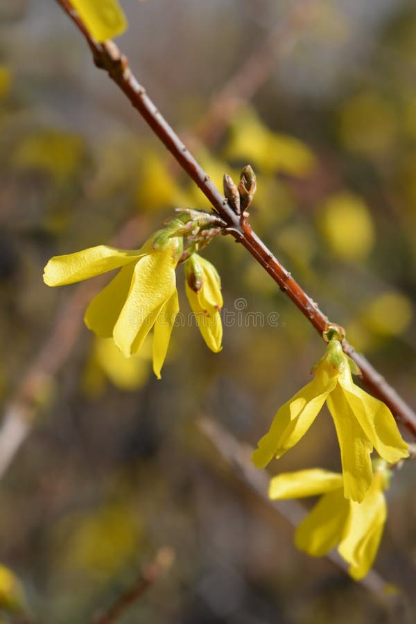 Forsythia Spectabilis photo stock. Image du branchement - 164212212