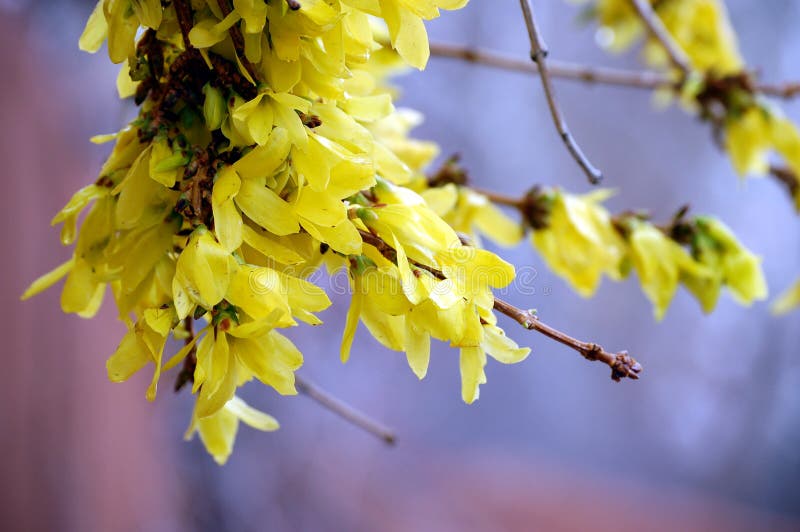 Forsythia in Spring stock photo. Image of blooming, petals - 2146868