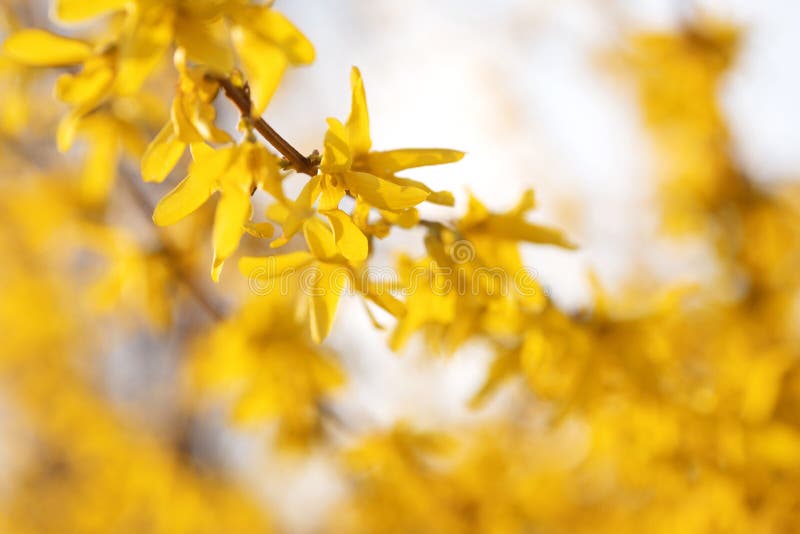 Forsythia in the Sunny Early Spring Garden Stock Image - Image of color ...