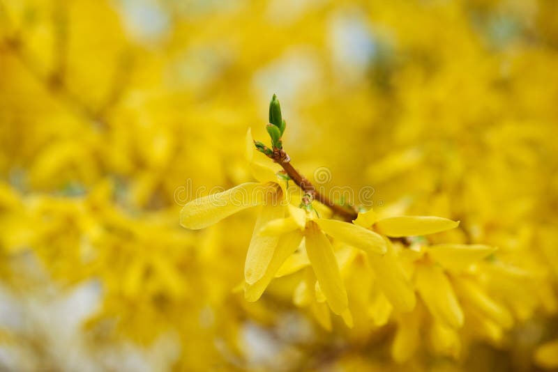 Yellow Flowering Forsythia Tree Flowers in Springtime Stock Image ...