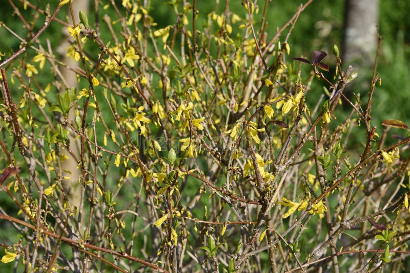 Forsythia stock photo. Image of bells, close, natural - 142557502