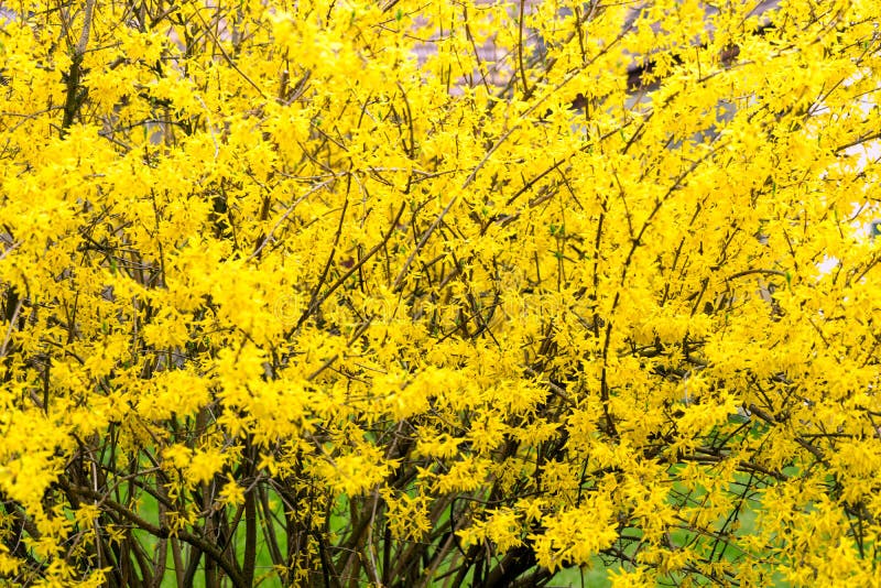 Forsythia stock image. Image of hedge, flower, messenger - 85531169