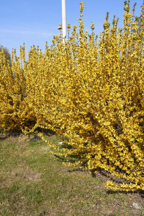 Forsythia yellow flowers stock photo. Image of blooming - 221397604