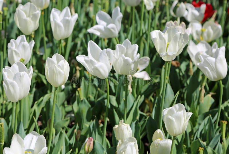 White tulips stock photo. Image of summer, botany, natural - 268212448