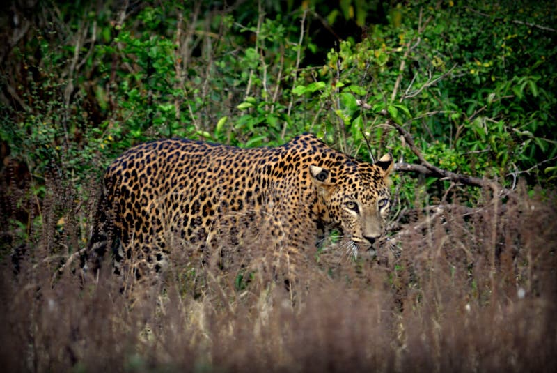 Leopard in Jungle Endemic in Sri Lanka. Very Rare Animal.she is a ...